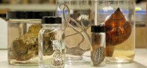 Natural Science Collections Alliance – Our members are part of an ...